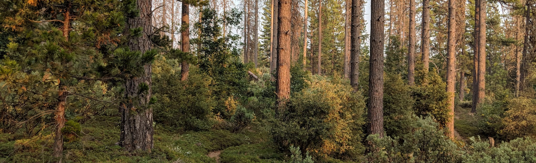 Cougar Rock Loop via Cowell Creek and Arnold Rim Trail: 636 Reviews ...