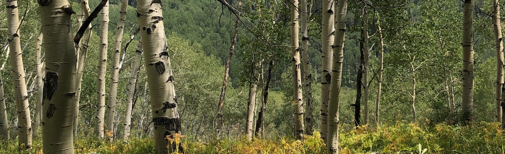 Swampy Pass Loop, Colorado - 73 Reviews, Map | AllTrails