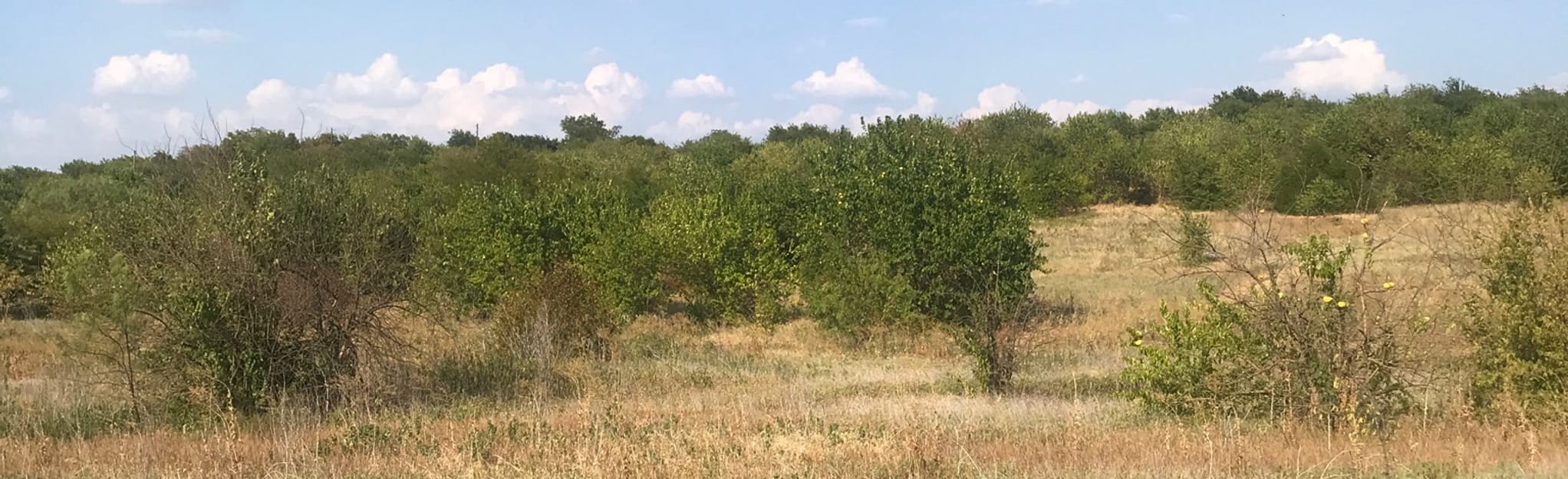 Coyote, Ranger, and Wolverine Loop, Texas - 242 Reviews, Map | AllTrails