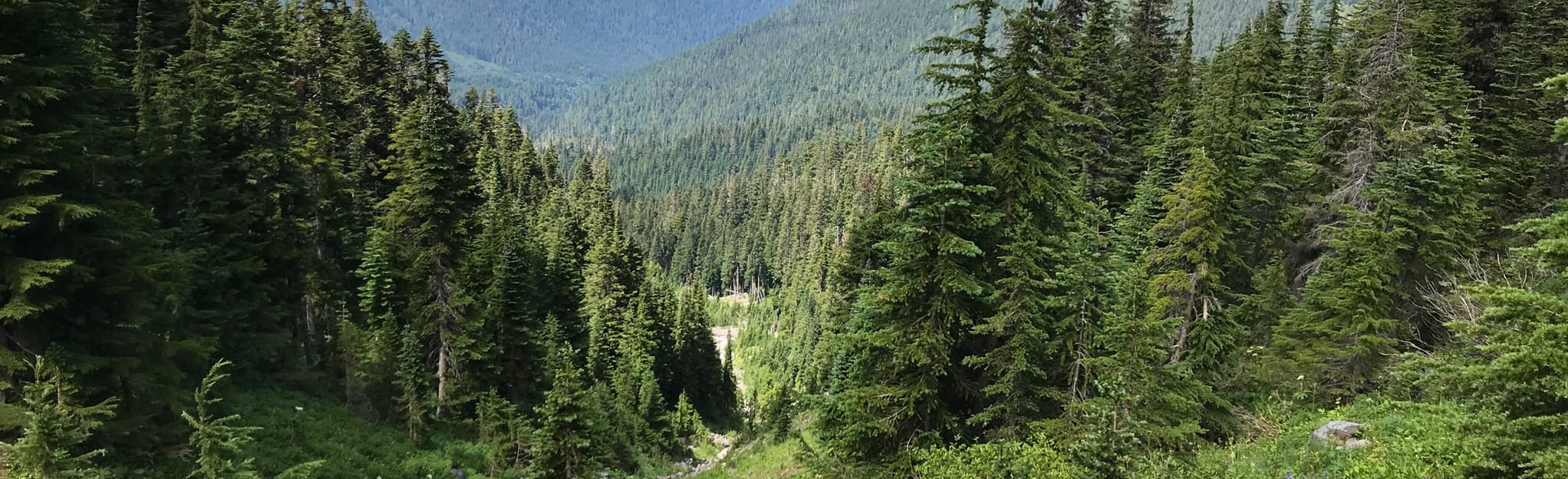 Heliotrope Ridge Trail: 915 Reviews, Map - Washington | AllTrails