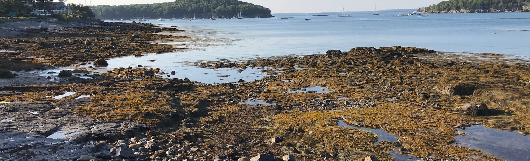 Bar Harbor Shore Path, Maine - 1,001 Reviews, Map | AllTrails