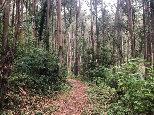 Best Hikes and Trails in Pedro Point Headlands | AllTrails