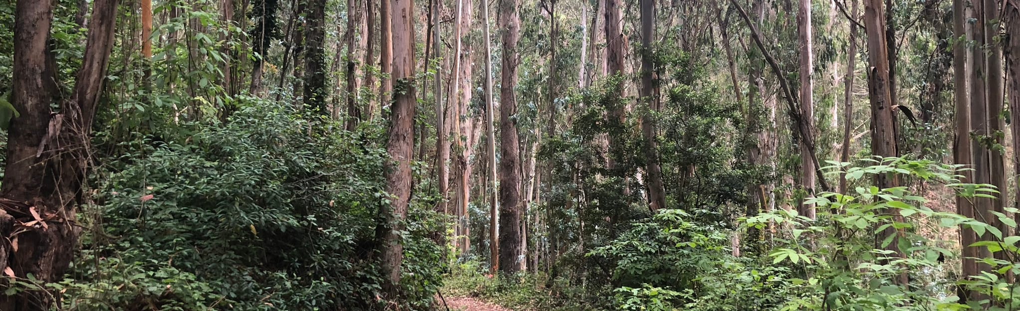 Ace Trail to Pedro Point Loop, California - 1,684 Reviews, Map | AllTrails