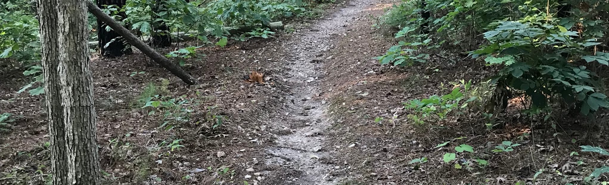 Little Clifty Creek Loop, Arkansas - 638 Reviews, Map | AllTrails