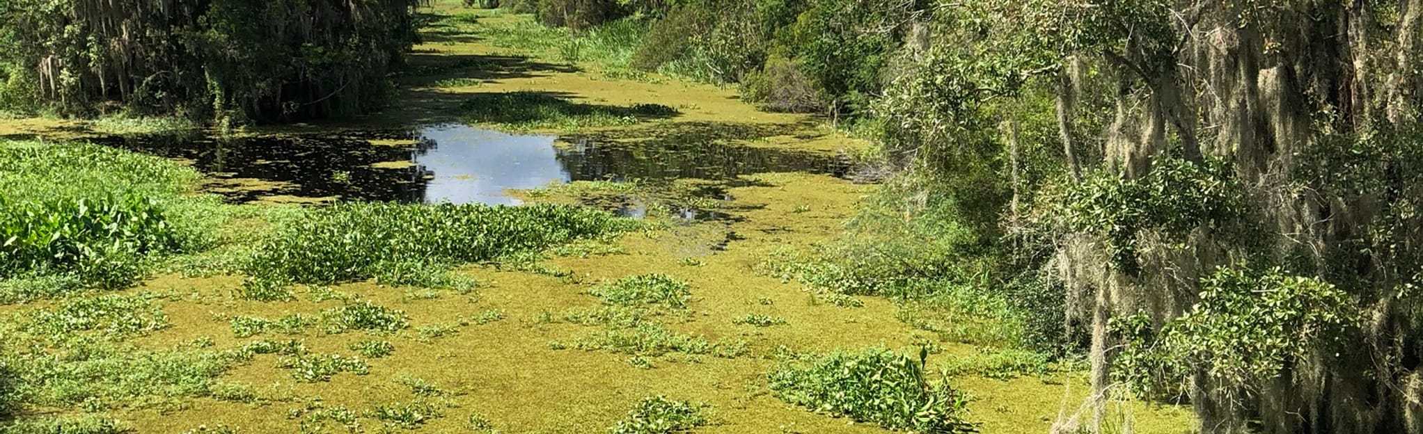 Bayou Coquille and Marsh Overlook Trails [CLOSED], Louisiana - 196 ...