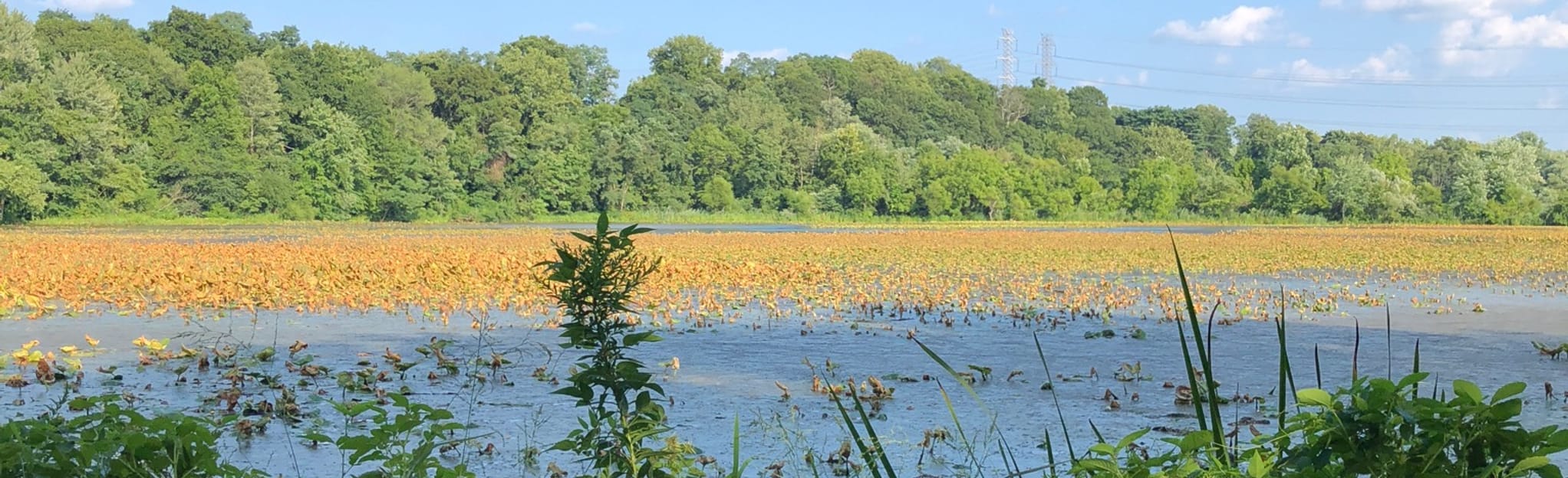 Abbott Marshlands Spring Lake Trail, New Jersey - 180 Reviews, Map ...