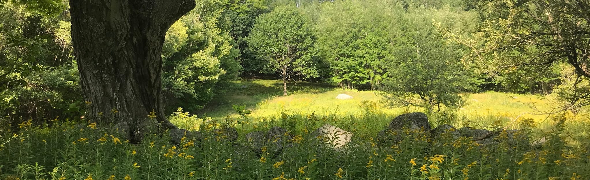 Wolf Tree Trail: 54 Reviews, Map - New Hampshire | AllTrails