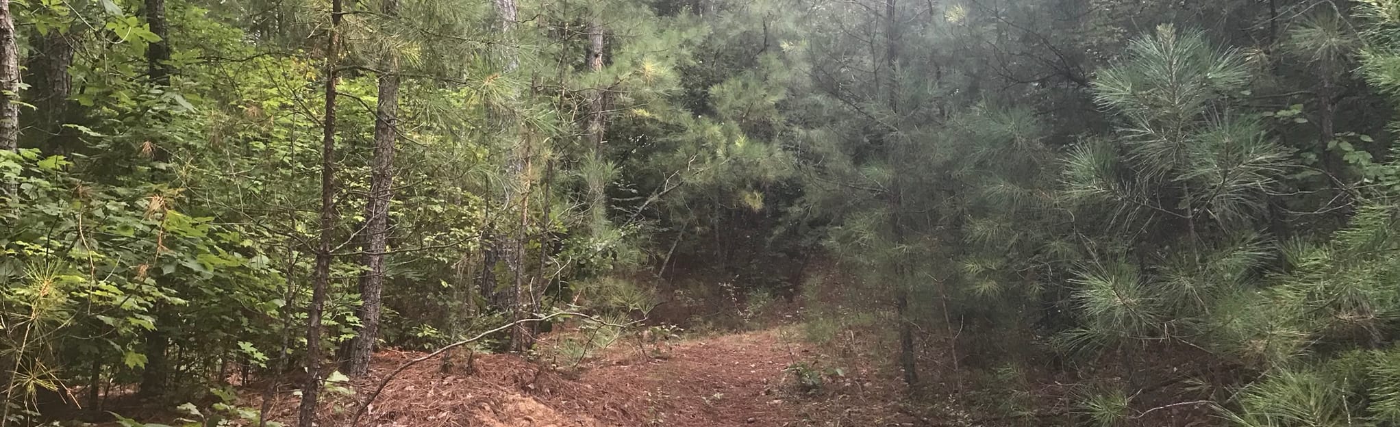 Wildcat Hollow Access to North South Trail LBL, Tennessee - 4 Reviews ...