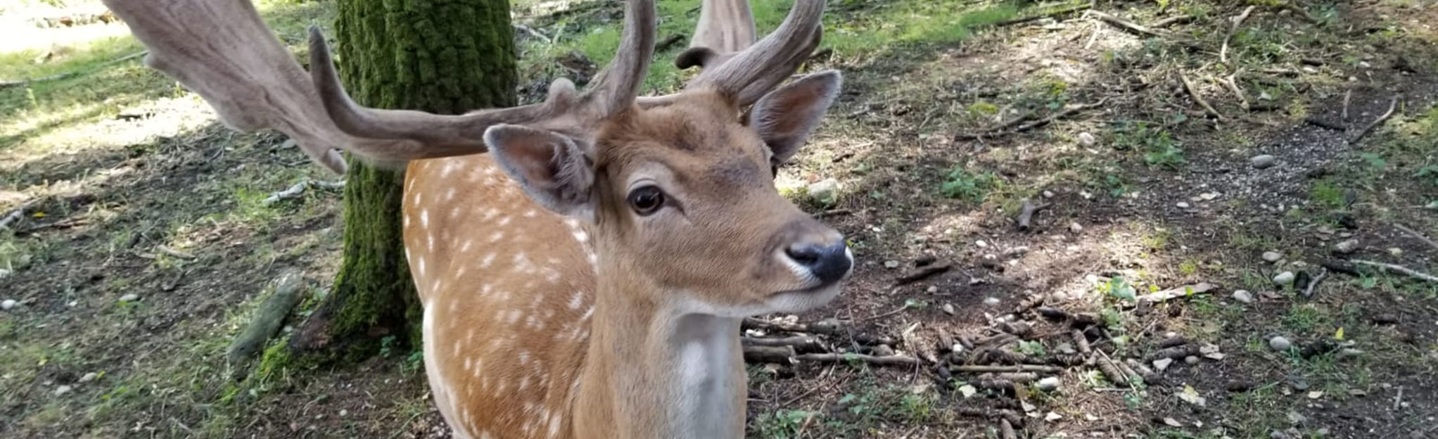 Durch den Wildpark Poing, Bavaria, Germany - 3 Reviews, Map | AllTrails
