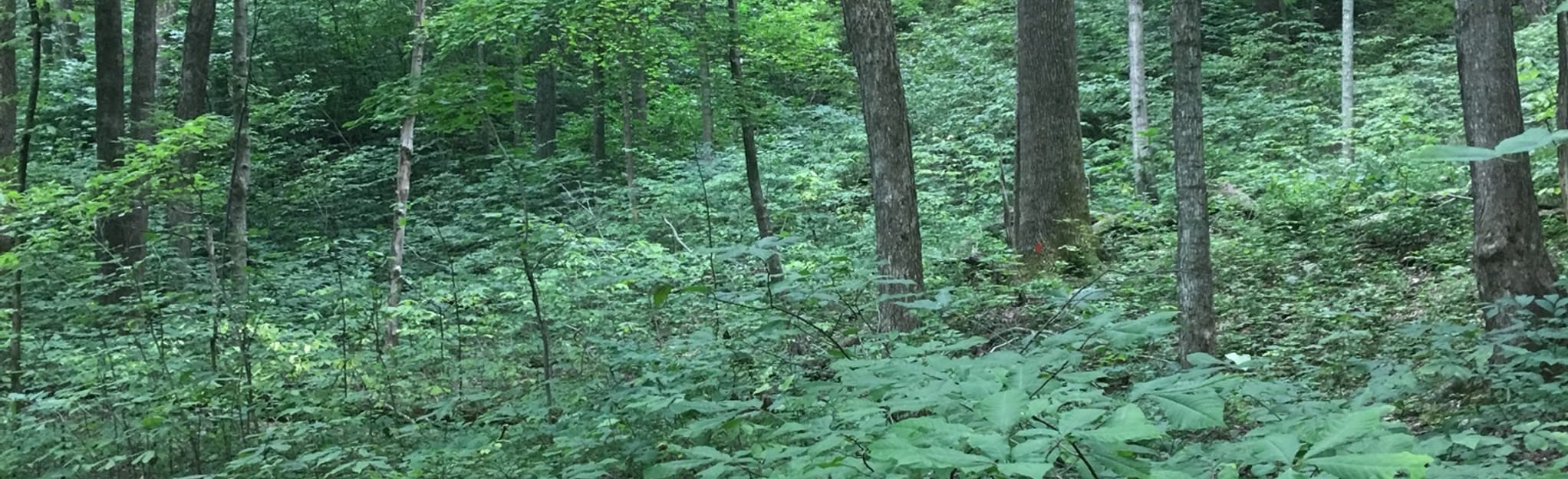 Indian Fort, West Pinnacle and Pinnacles Multi-Use Loop: 119 Reviews ...