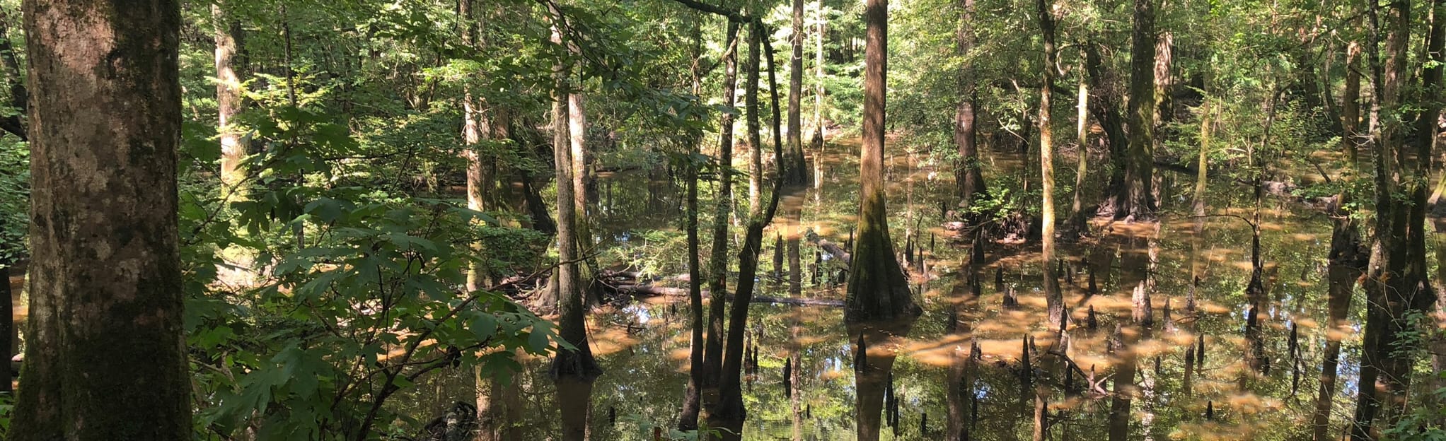 Beech Magnolia and Bluff Loop Trail, Florida - 133 Reviews, Map | AllTrails