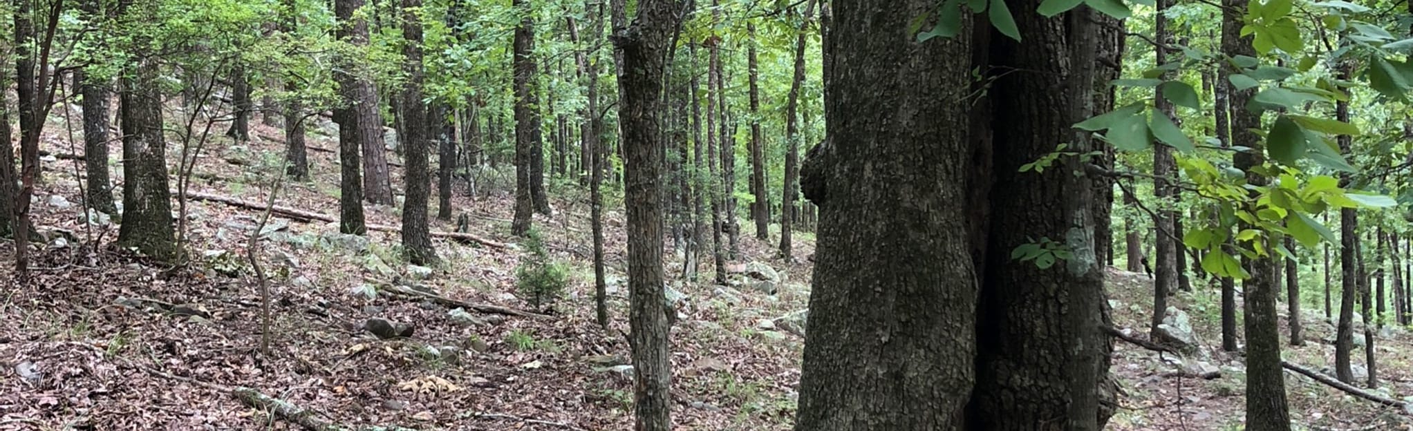 Jackfork Mountain Bike Trail: 89 Reviews, Map - Arkansas | AllTrails