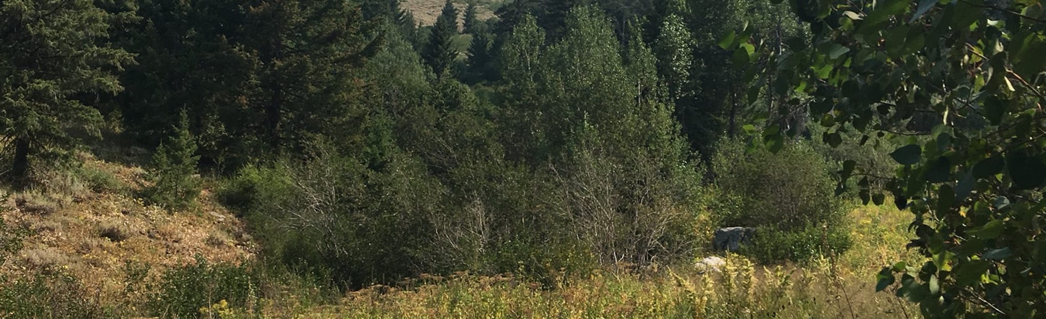 Sunshine Trail: 28 Reviews, Map - Idaho | AllTrails