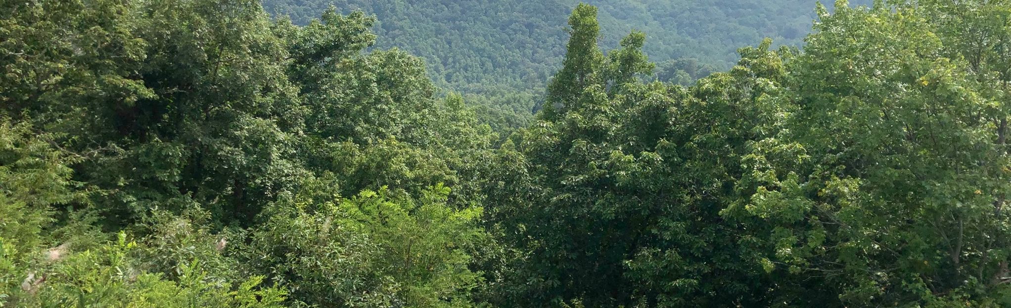 Jump off Rock Trail: 256 foto's - North Carolina | Wandelen - AllTrails