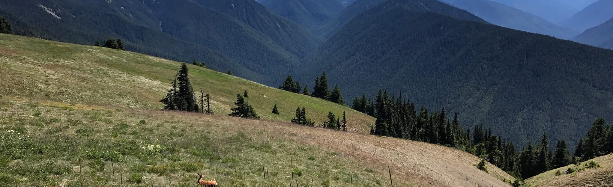 Big Meadow Loop - Washington | AllTrails