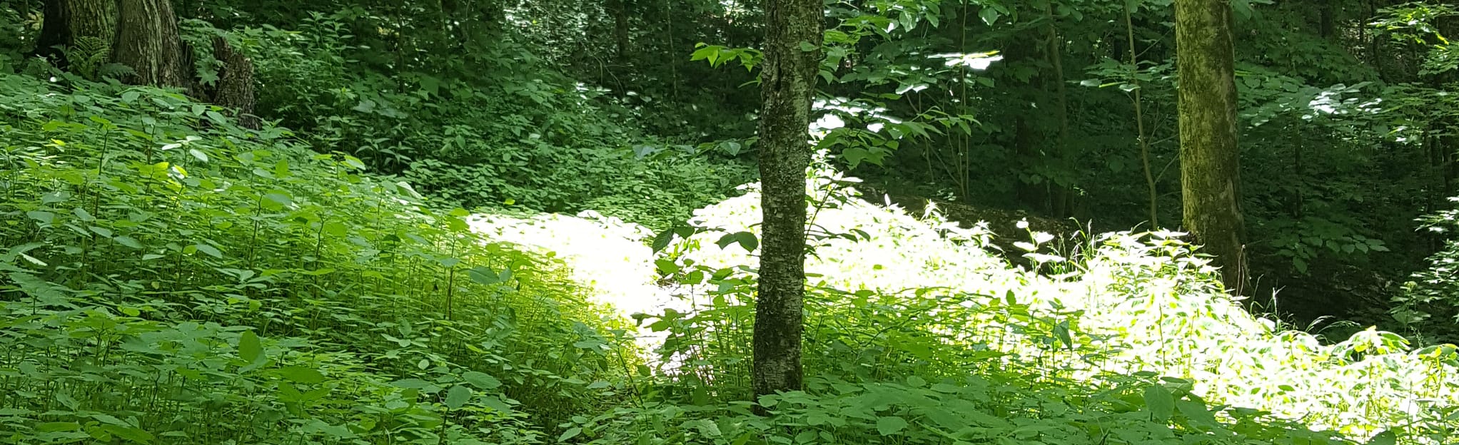 Beech Gap Trail: 30 Reviews, Map - North Carolina | AllTrails