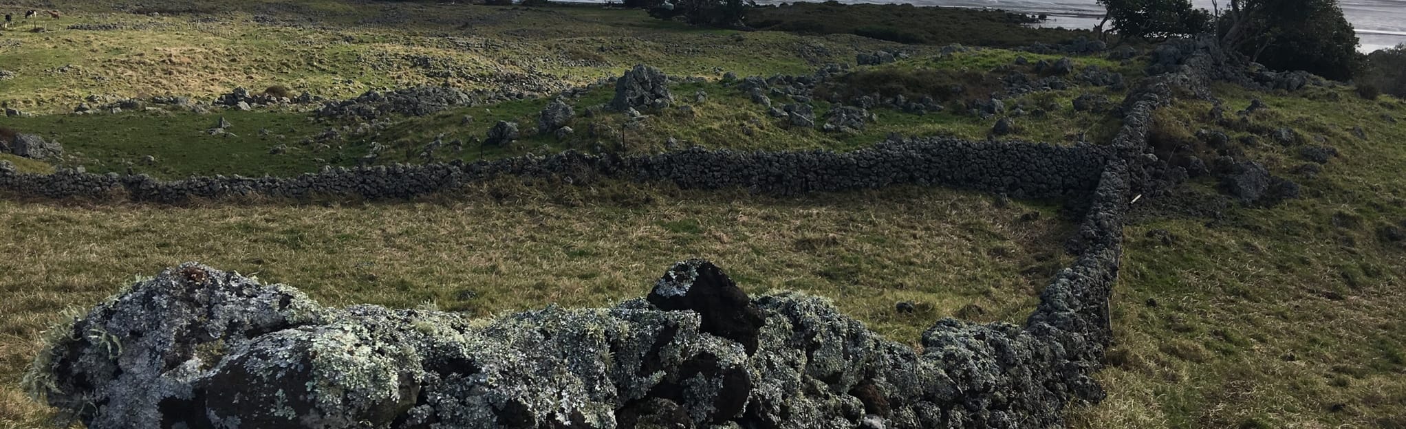 Otuataua Stonefields Historic Reserve Walk: 12 Reviews, Map - Auckland ...