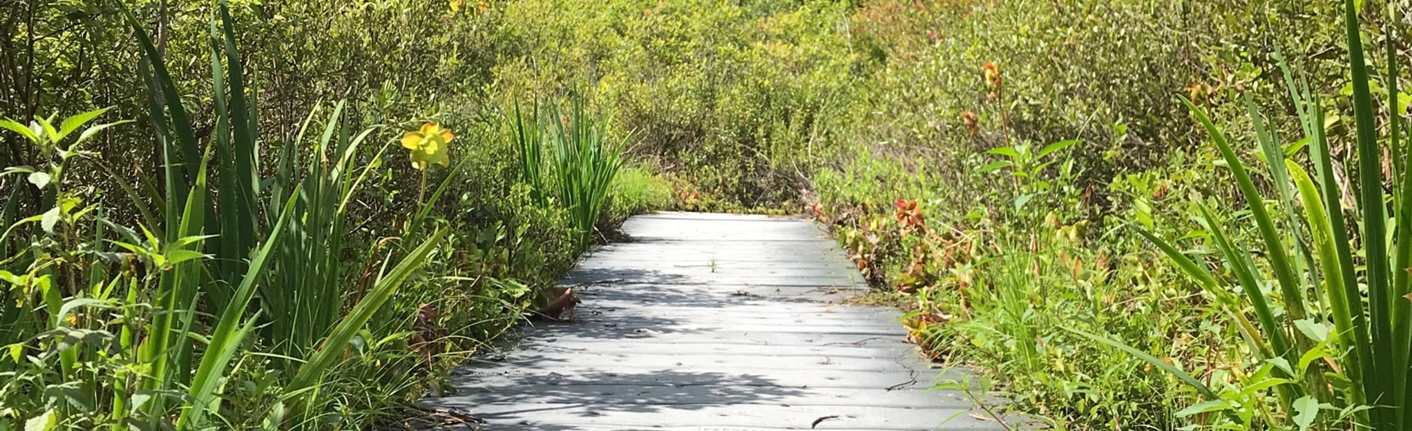 North Springfield Kettle Bog Outer Bog Trail, Vermont - 13 Reviews, Map ...