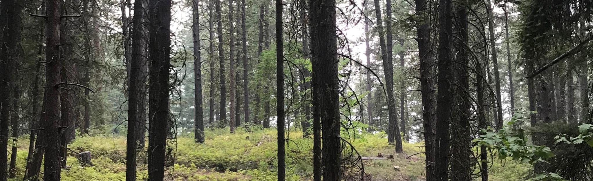 Squilchuck State Park Loop: 154 Reviews, Map - Washington | AllTrails