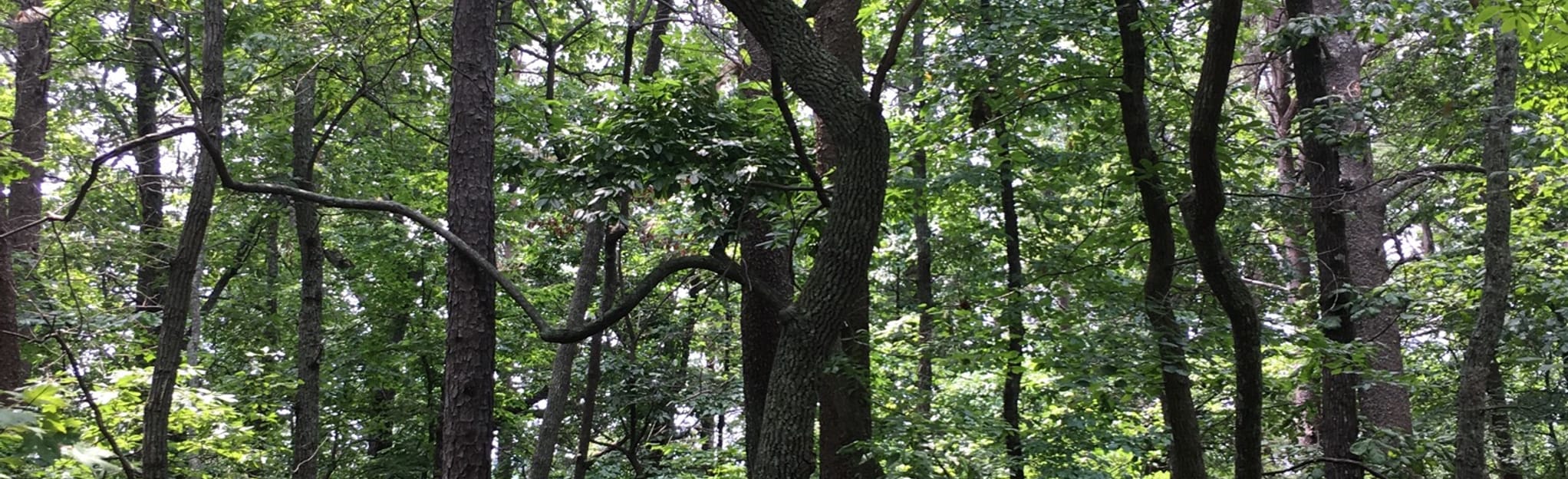 Sulpher Springs and Brissy Ridge Loop, South Carolina - 154 Reviews ...