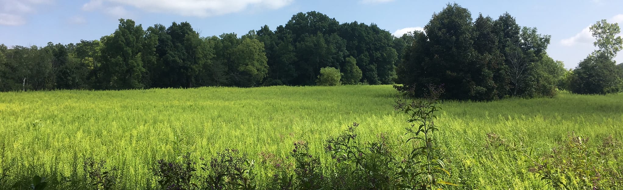 Dripping Rock and Overlook Loop, Ohio - 1,585 Reviews, Map | AllTrails