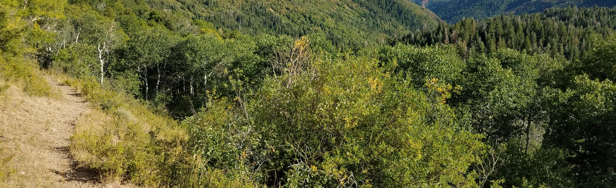 Blackhawk Campground Loop Trail : 22 Photos - Utah | Randonnée | AllTrails