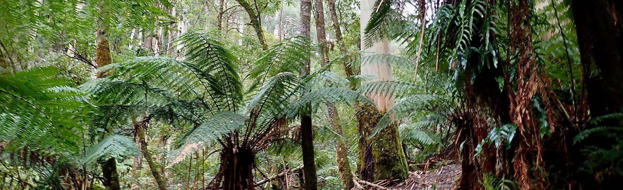 Ponga Fern Trail: 3 Reviews, Map - Victoria, Australia | AllTrails