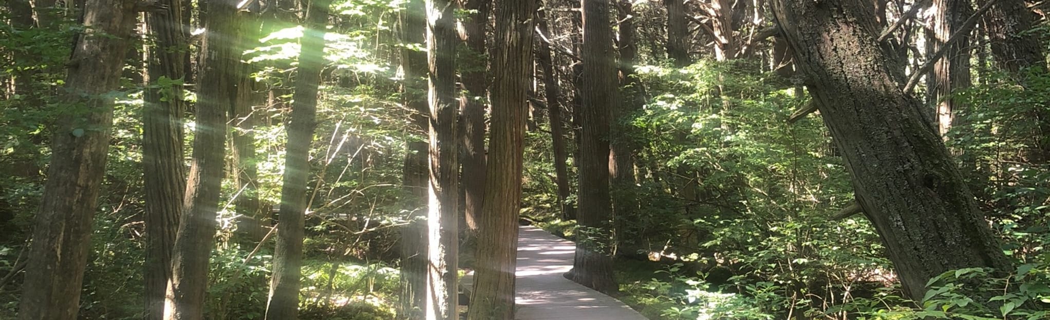 Atlantic White Cedar Swamp Extended Trail , Massachusetts - 259 Reviews ...