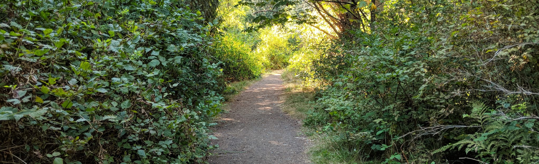 Lincoln Park Inner Loop: 37 Reviews, Map - Washington | AllTrails