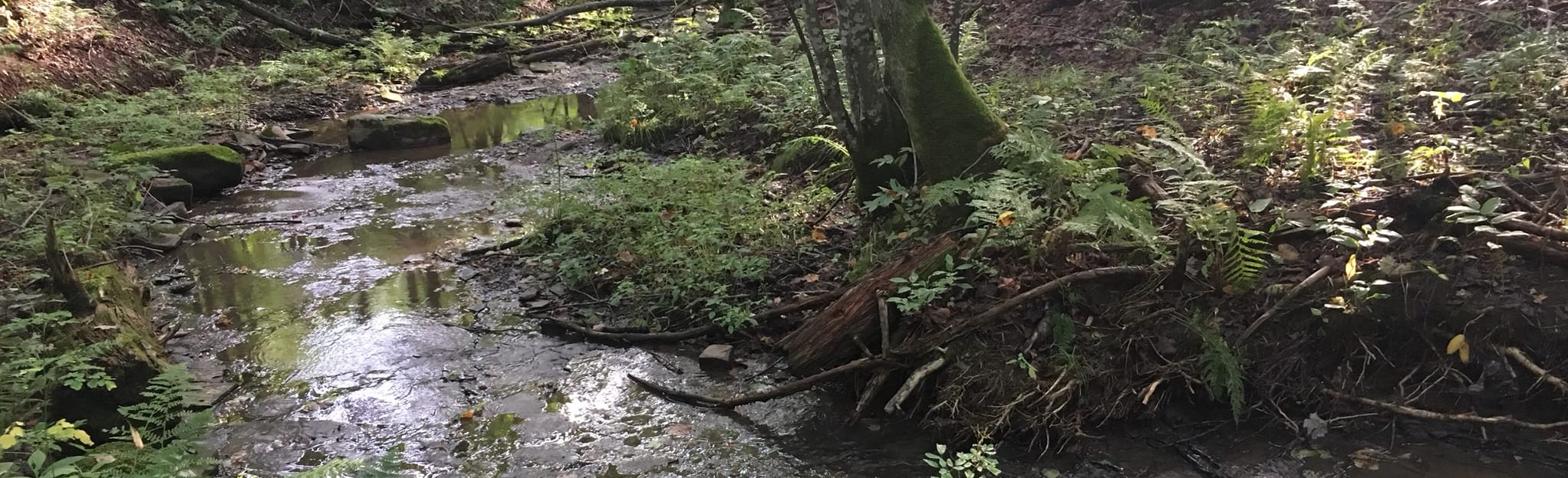 Pinckney Loop Trail: 57 Reviews, Map - New York | AllTrails