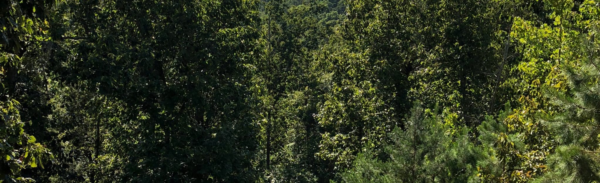 Butler Pass Trail: 111 Reviews, Map - Alabama | AllTrails