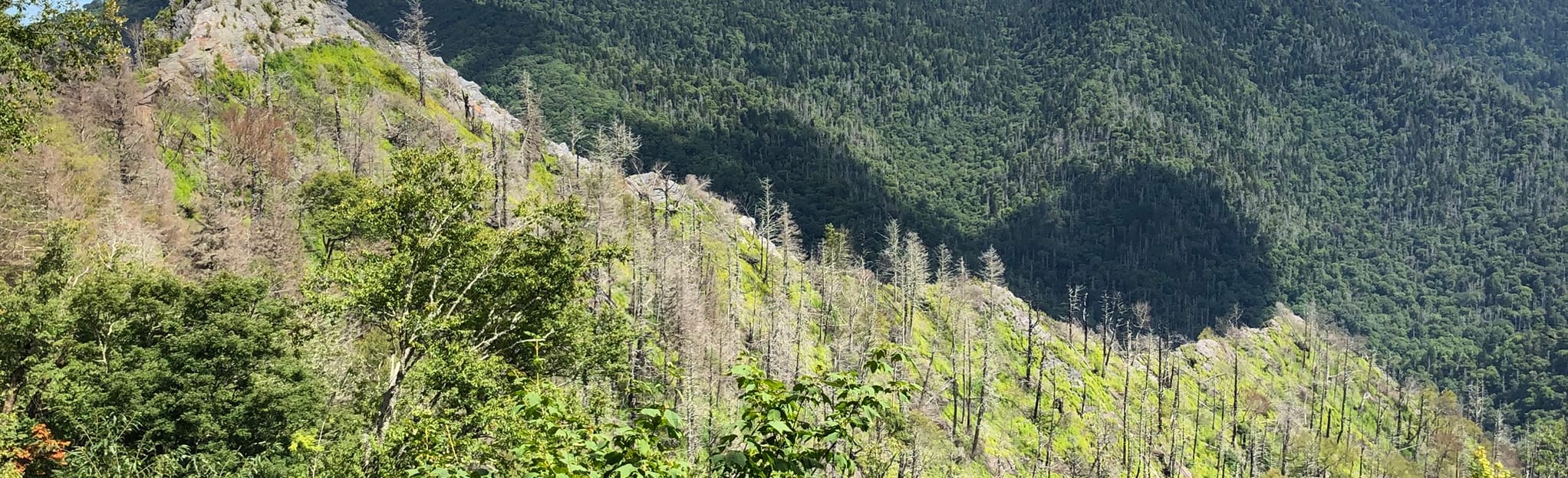 Chimney Tops and Road Prong Trail, Tennessee - 89 Reviews, Map | AllTrails