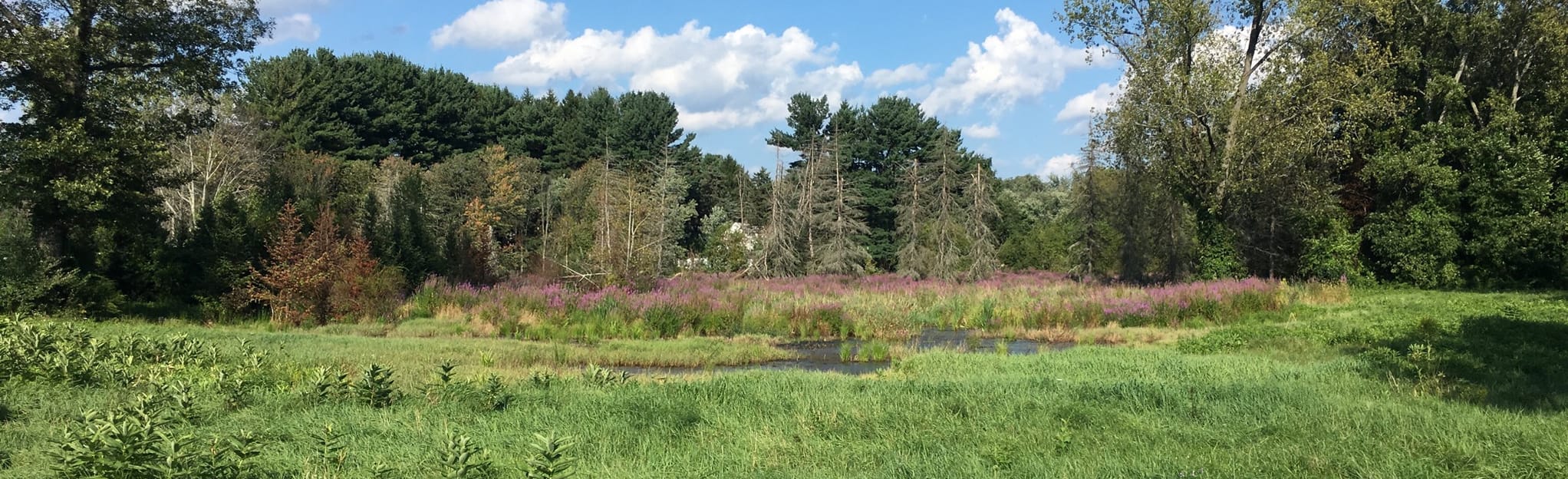 Pakachoag Hiking Trail, Massachusetts - 101 Reviews, Map | AllTrails