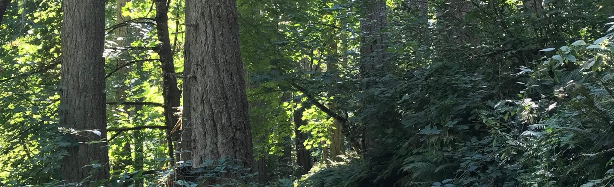 Spencer Butte from Frank Kinney Park, Oregon - 447 Reviews, Map | AllTrails