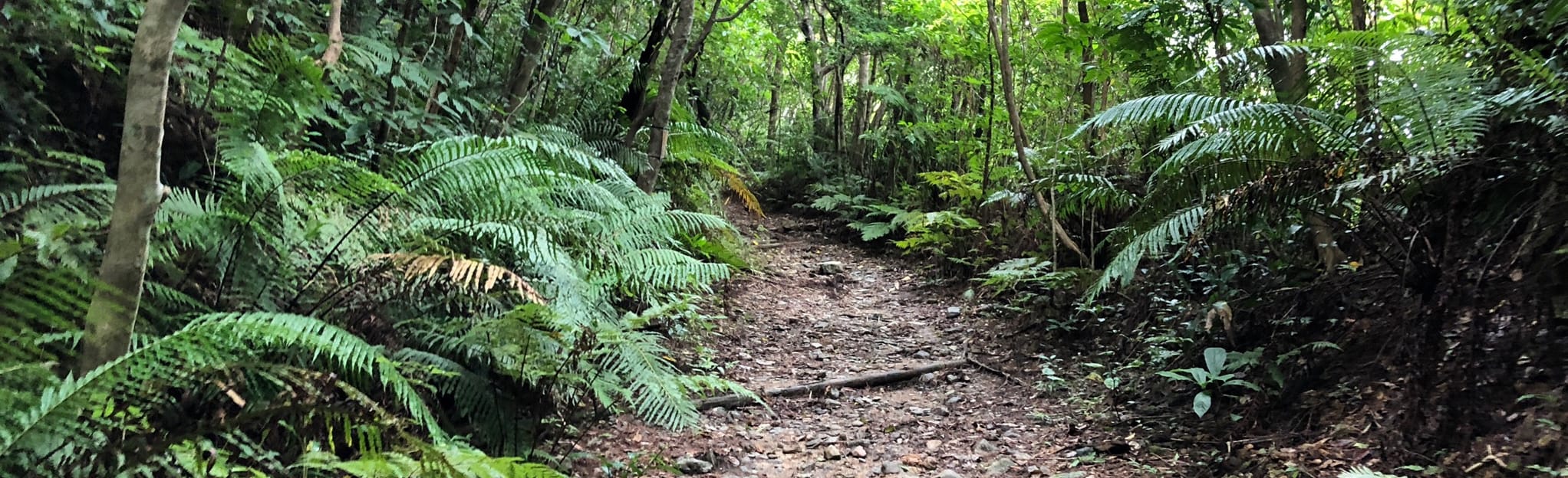 Mount Yonaha: 24 Reviews, Map - Okinawa, Japan | AllTrails