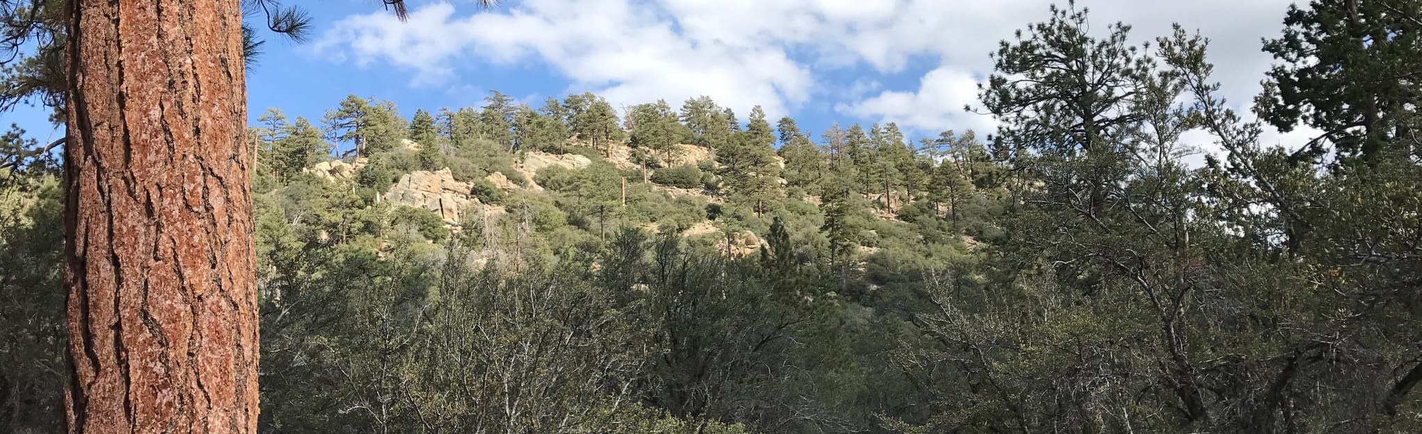Holcomb Valley Campground Loop, California - 27 Reviews, Map | AllTrails