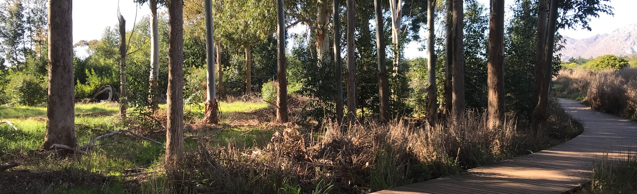 Tokai Forest Walk, Western Cape, South Africa - 194 Reviews, Map ...