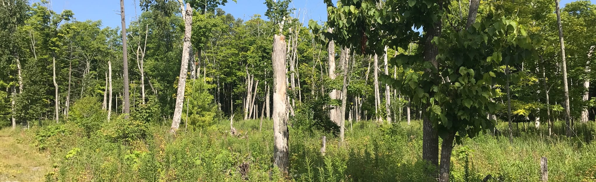 Black Trail Loop via Cave Point County Park, Wisconsin - 104 Reviews ...
