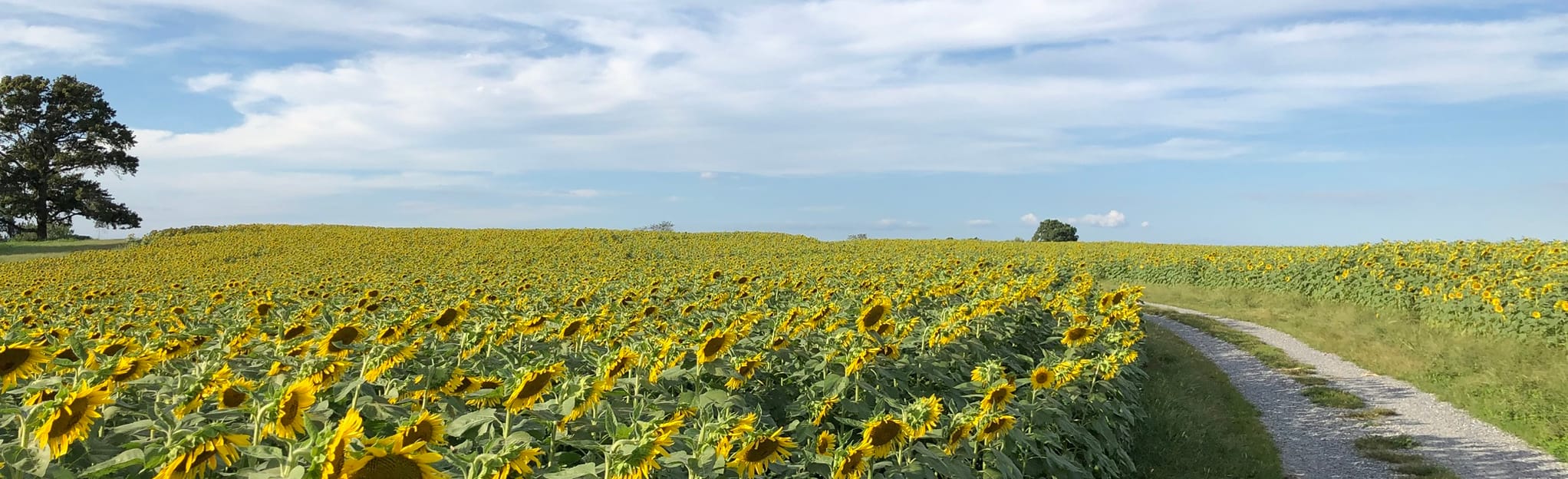 ChesLen Preserve Yellow Loop, Pennsylvania - 631 Reviews, Map | AllTrails