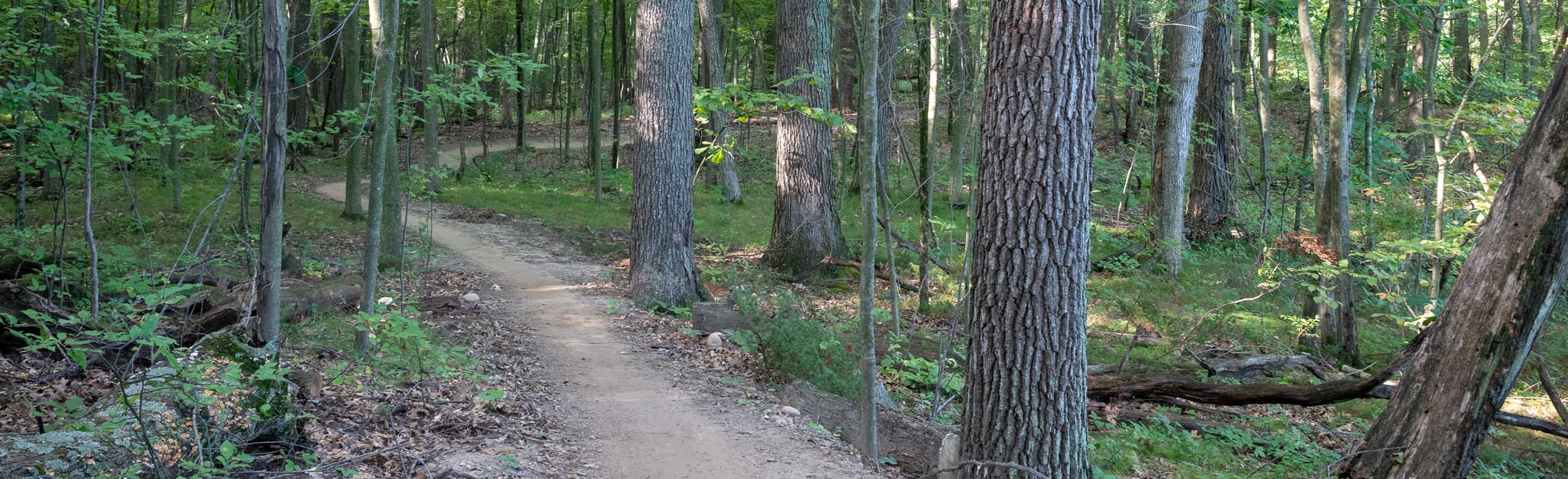 Waterloo SRA Winn Loop, Michigan - 453 Reviews, Map | AllTrails