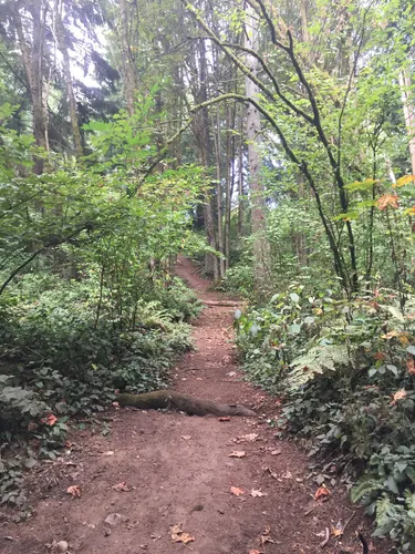10 Best Forest Trails in Seattle | AllTrails