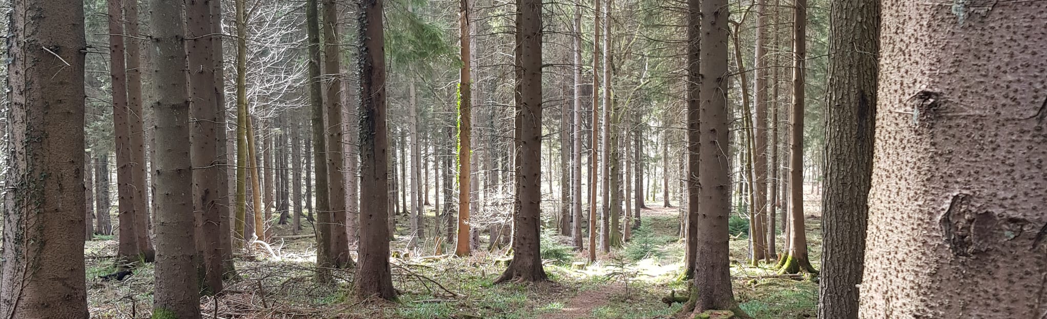 The Gloucestershire Way Stage 2: Parkend to May Hill: 10 Reviews, Map ...