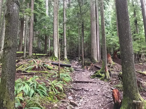 10 Best Hikes and Trails in Grouse Mountain Park | AllTrails