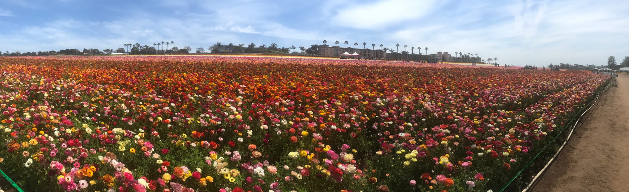 Carlsbad Flower Fields, California - 19 Reviews, Map | AllTrails