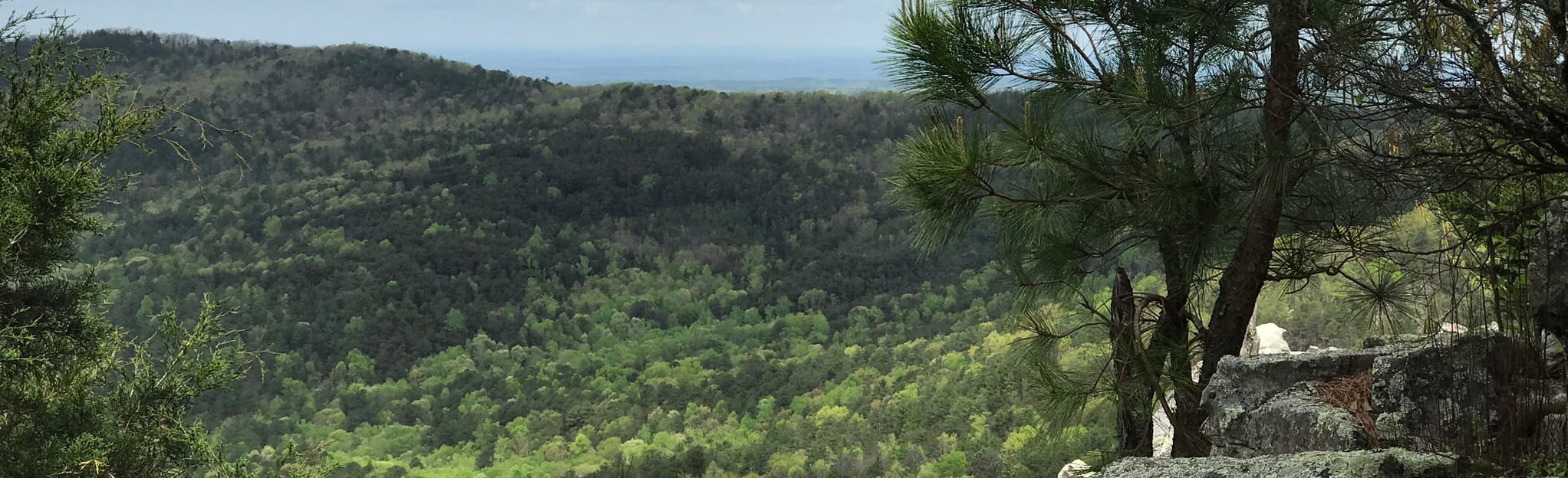 Odum Trail to Odum Point, Alabama - 158 Reviews, Map | AllTrails