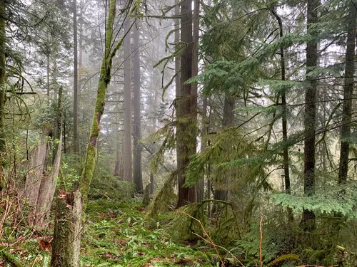 10 Best Moderate Trails in Larrabee State Park | AllTrails