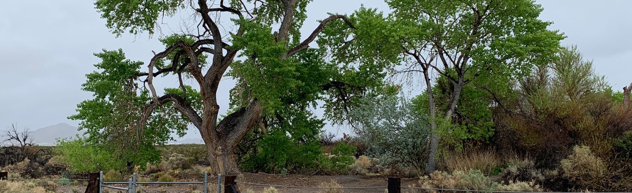 AllTrails | Cactus Springs Loop: 8 Reviews, Map - Nevada