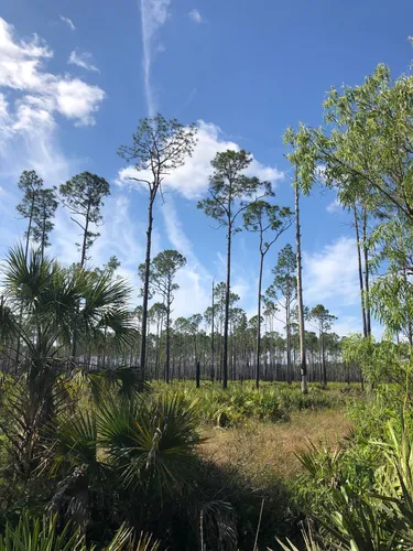 Best Hikes and Trails in Tosohatchee Wildlife Management Area | AllTrails