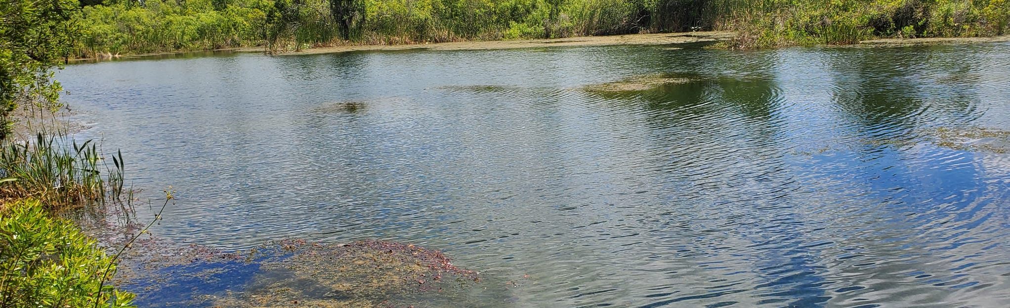 Lake Norris Conservation Area Trail: 43 Reviews, Map - Florida | AllTrails