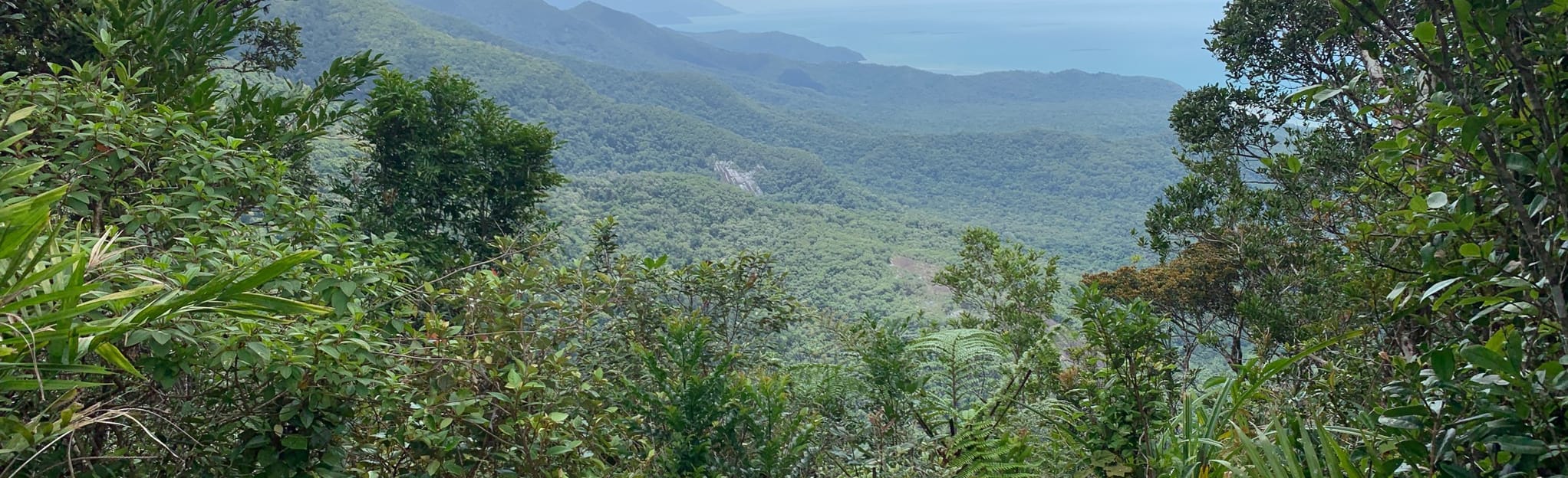 Mount Sorrow Ridge Trail, Queensland, Australia - 241 Reviews, Map ...